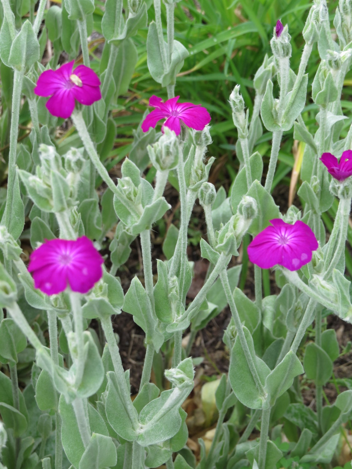 Lychnis Lychnis Coronaria perennial plants live plants