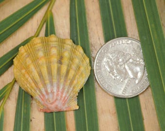 Large sunrise shell | Etsy