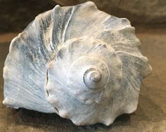 Large conch shell | Etsy