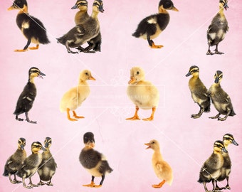 Feather overlay | Etsy