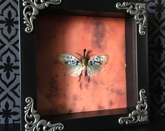Framed insects | Etsy