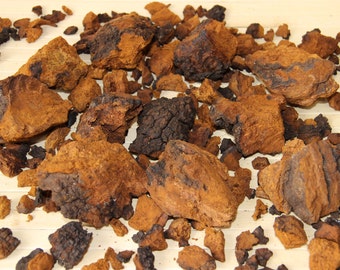 Chaga mushroom | Etsy