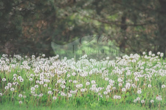 Dandelion Field and Forest Digital Photography Backdrop