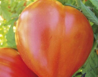 Heirloom tomato | Etsy