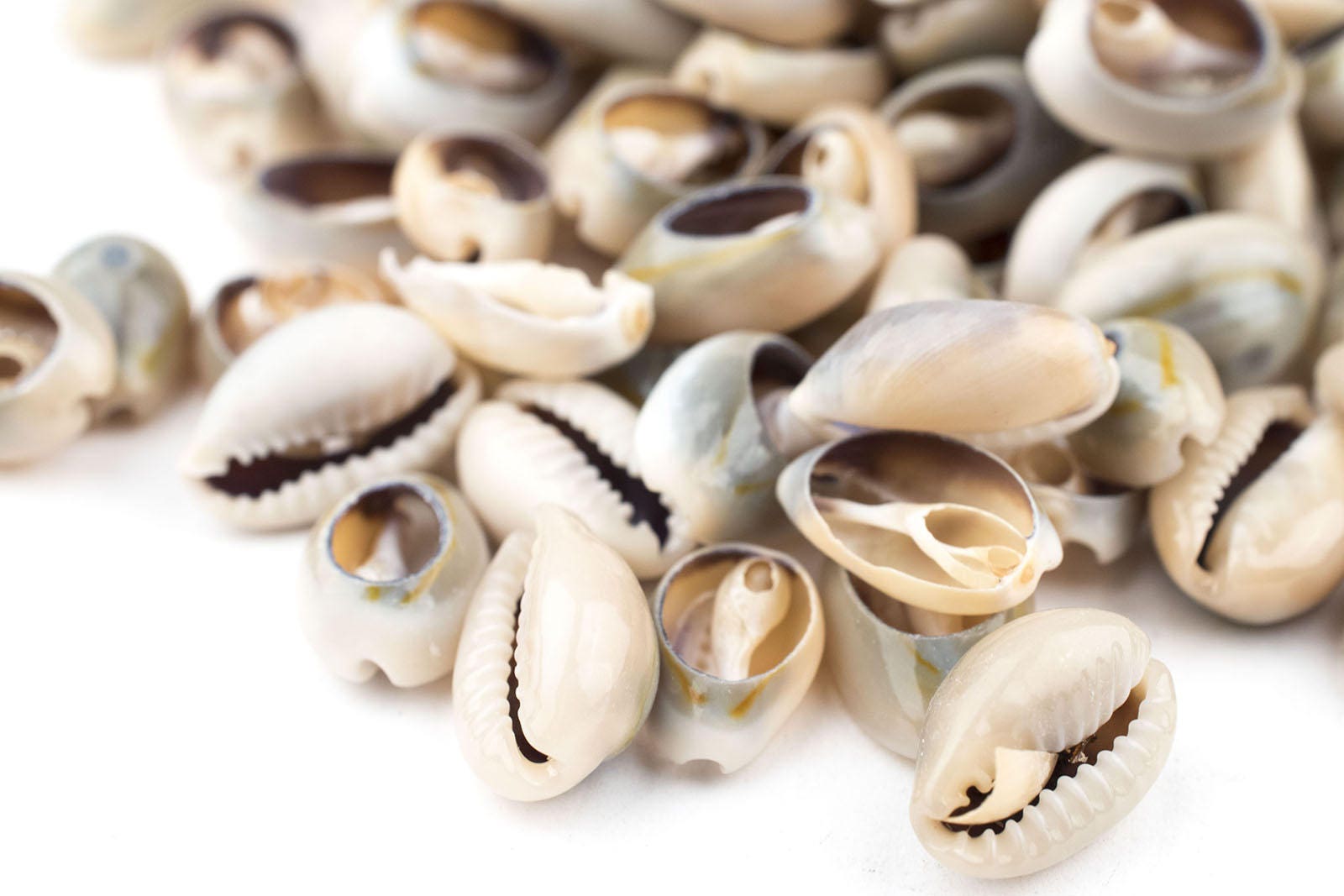 100 Cowrie Shells: Cowry Shells Craft Shells White Seashells