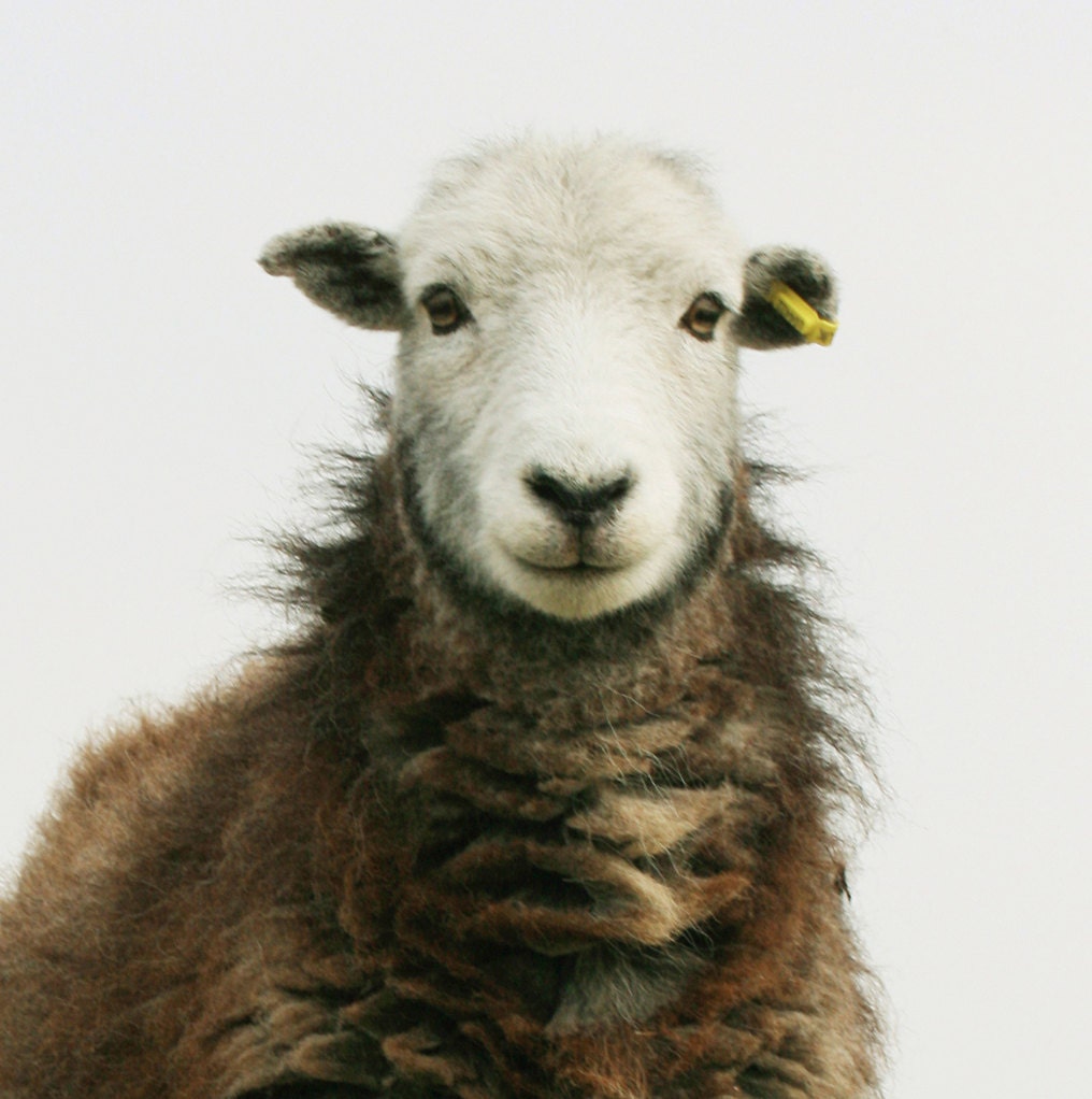 Sheep Shape by bleatingcards on Etsy