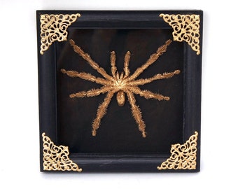 Real framed spiders and insects by TarantulaBox on Etsy