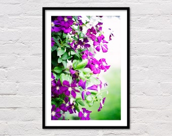 Clematis | Etsy