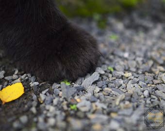 Furry paws | Etsy