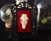 Bat taxidermy | Etsy