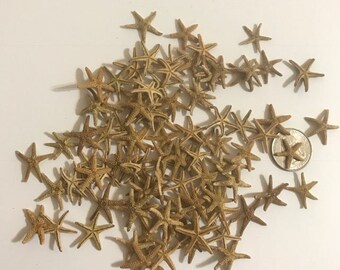 Pectin Scallop Shells 10 PC Seashells for Beach Decor