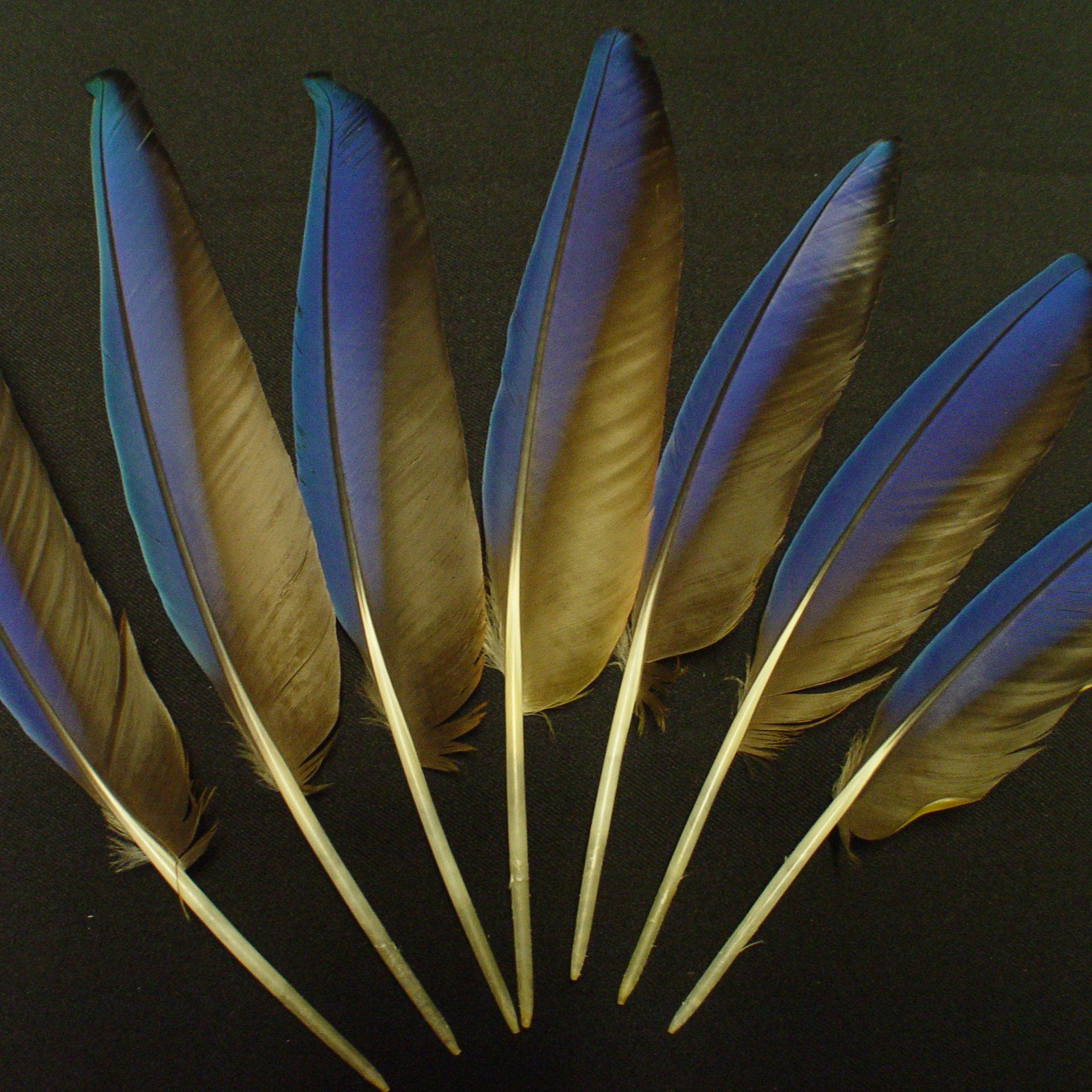 White Fox Fur and Feather Co. by FeatherWorld1 on Etsy