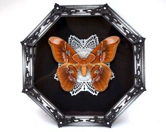 Real framed spiders and insects by TarantulaBox on Etsy