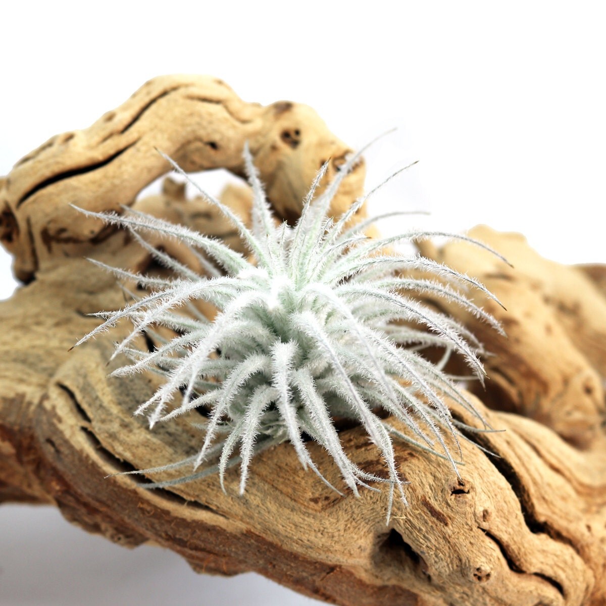 Tillandsia Tectorum // Rare Fuzzy Air Plant // Hello Tilly