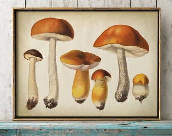 Botanical chart | Etsy