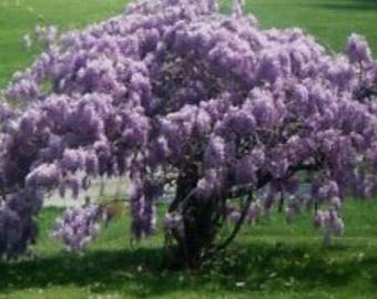 Wisteria tree | Etsy