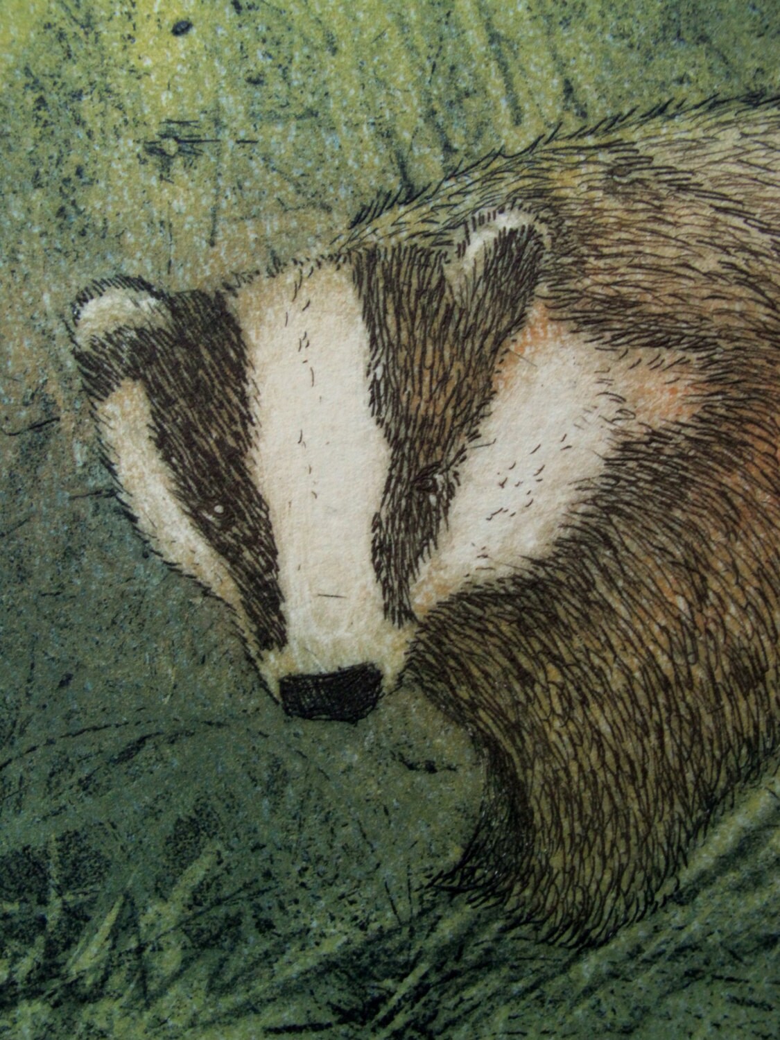 Badger Etching. Full colour wildlife print.