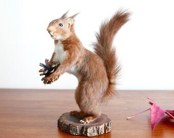 Taxidermy squirrel | Etsy
