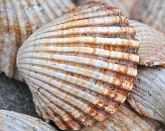 Bulk seashells | Etsy