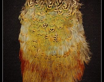 Wild Manchurian Ringneck Pheasant Feathers Pelt Skin