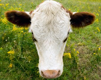 Cow head print | Etsy