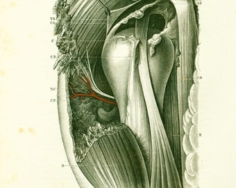 1897 Anatomy Human Body Parts Encyclopedia by sofrenchvintage