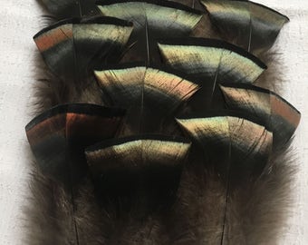 Wild turkey feathers | Etsy