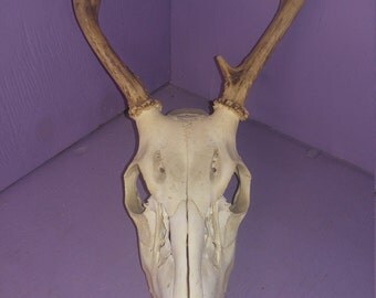 Doe skull | Etsy