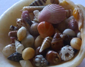 Sea shell collection | Etsy