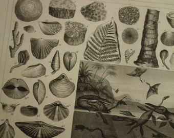 Shell engraving | Etsy