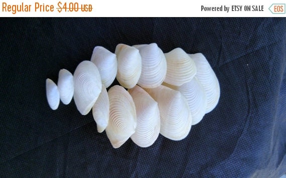10 Channeled Duckclam Shells shells for by thebeachgirls on Etsy