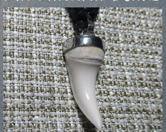 Real tiger tooth | Etsy