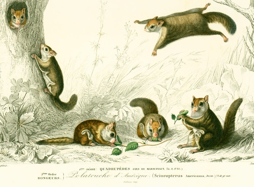 1861 Flying Squirrel Antique Engraving Original by sofrenchvintage