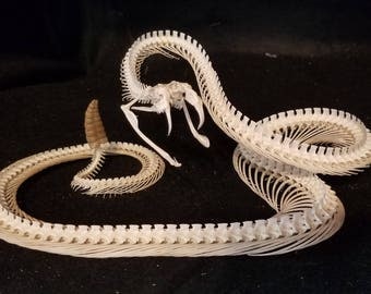 Snake skeleton | Etsy