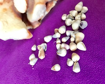 Bulk seashells | Etsy