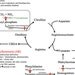 Medical Biochemistry Pathways Poster