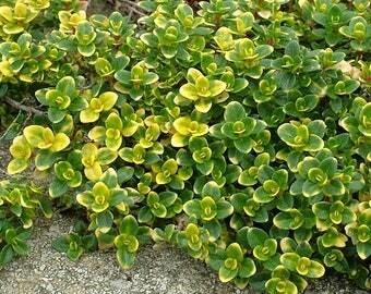 Creeping thyme | Etsy