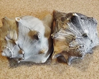 Murex & Whelk Shells South Pacific Caribbean Seba Vintage