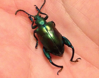 FLiPSDE CREATIONS: Oddities & Jewelry You'll by FlipsideCreations