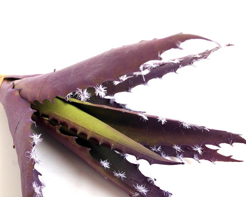 Purple aloe faux aloe Starfish aloe starfish succulent
