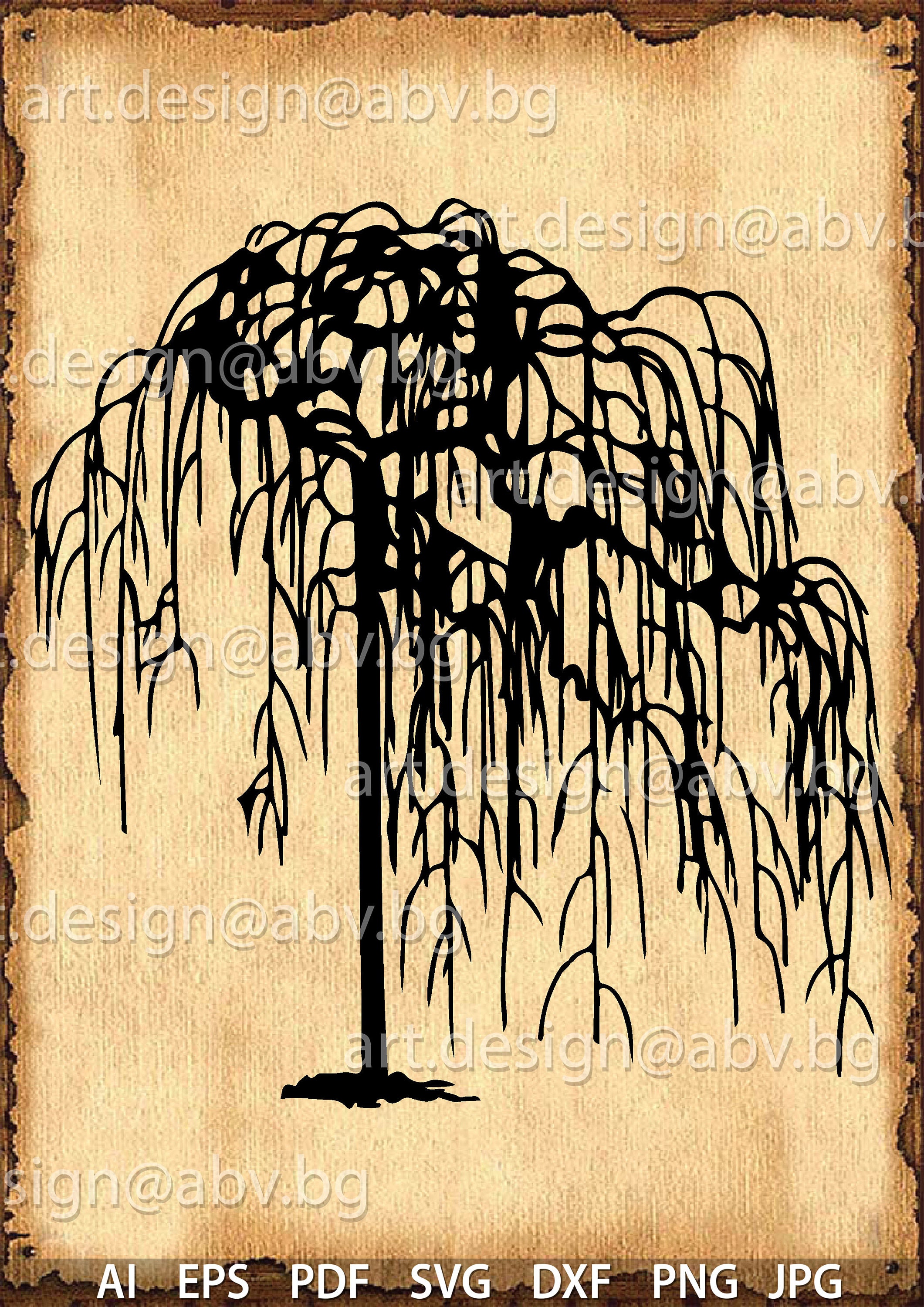 Vector weeping WILLOW /Salix babylonica/ tree AI PNG pdf