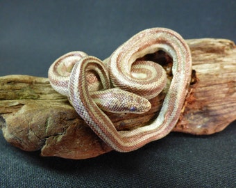 Snake taxidermy | Etsy