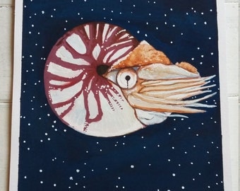 Chambered nautilus | Etsy