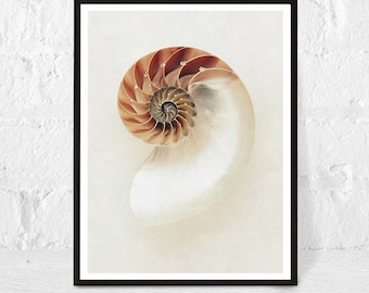 Seashell art print | Etsy