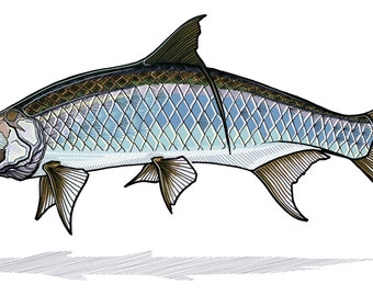 Tarpon | Etsy
