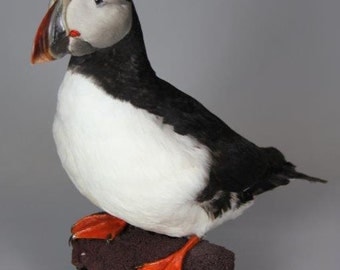 Atlantic puffin | Etsy