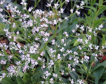 Statice seeds | Etsy