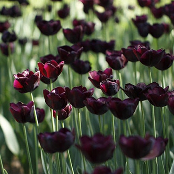 Rare Tulip Bulbs Available Burgundy Tulips Variety Fresh