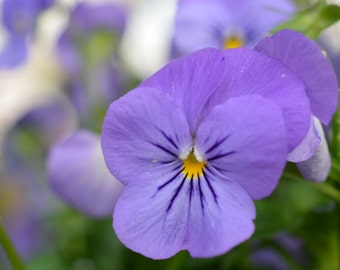 Unique blue violet related items | Etsy