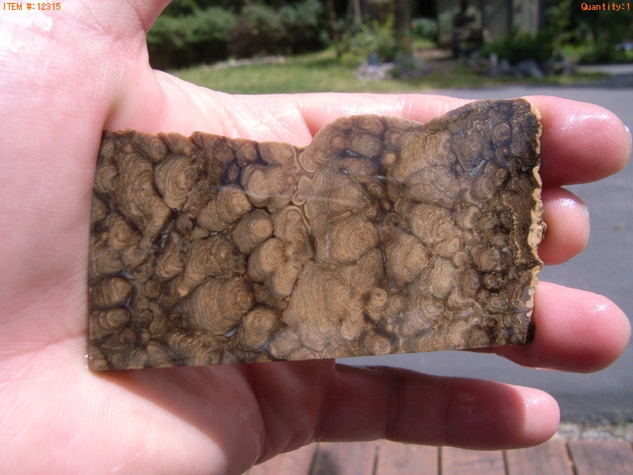 Petrified Algae Slab from Wyoming from etil on Etsy Studio